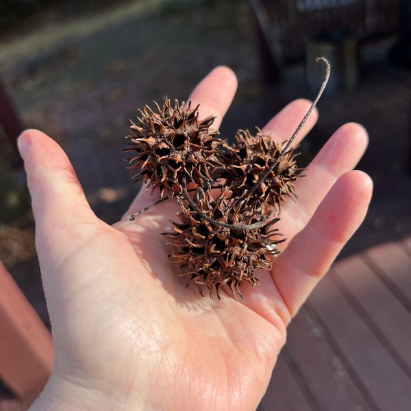 Sweetgum Balls - Etsy