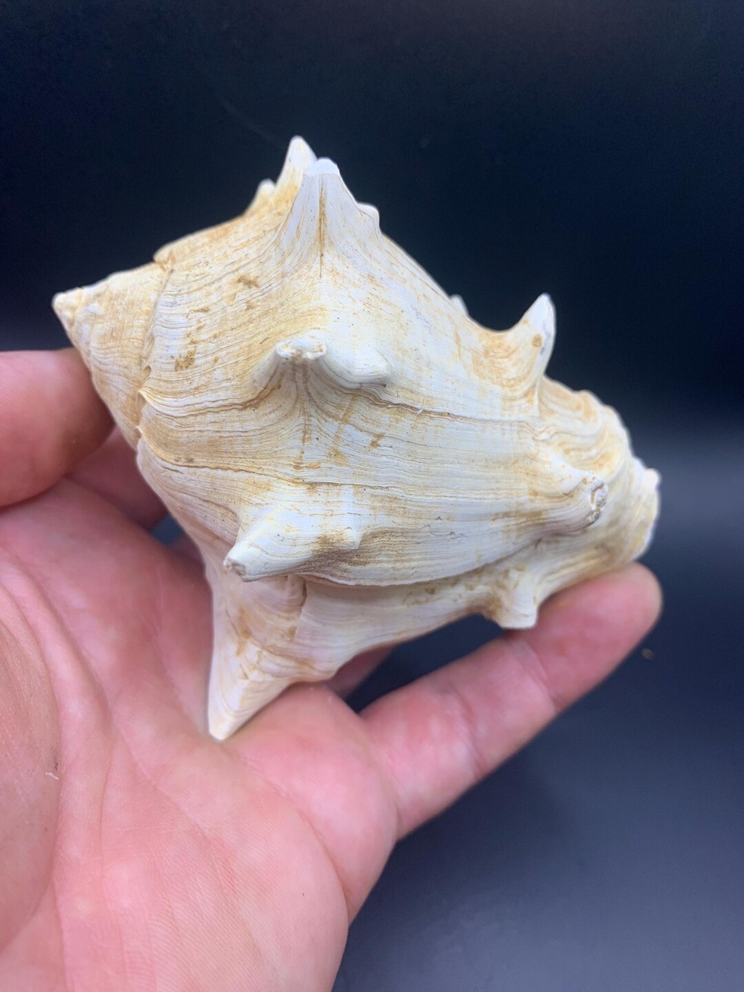 Melongena Cornuta Fossil Gastropod From France Miocene faluns De ...