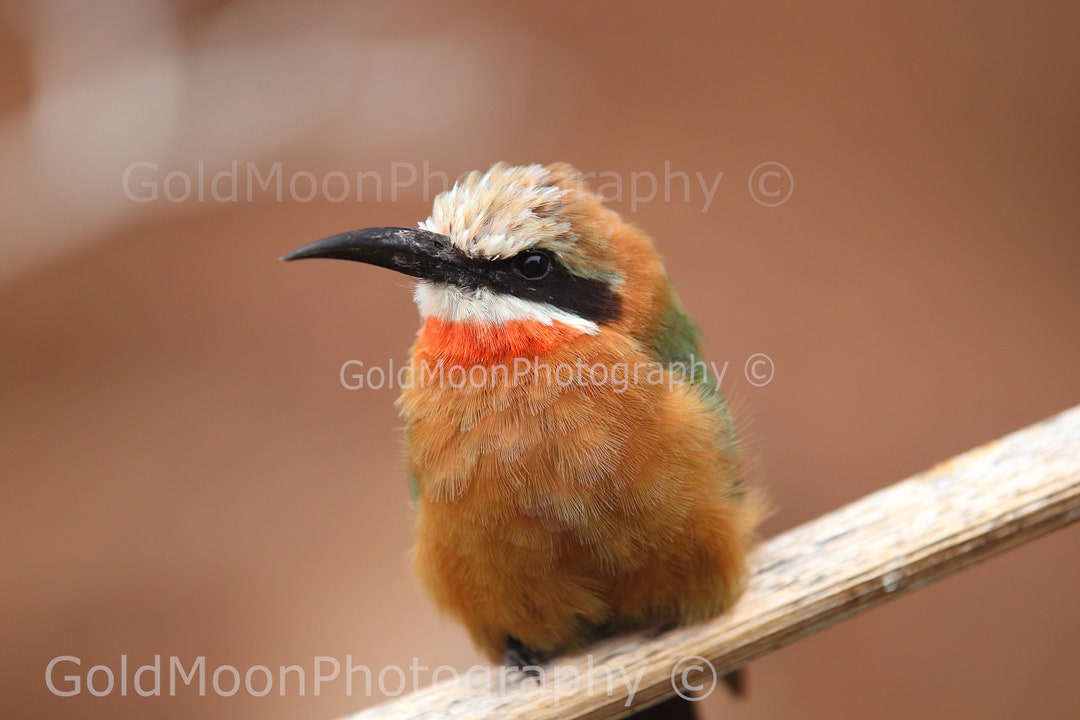 White-fronted Bee-eater Sub-equatorial Africa - Etsy