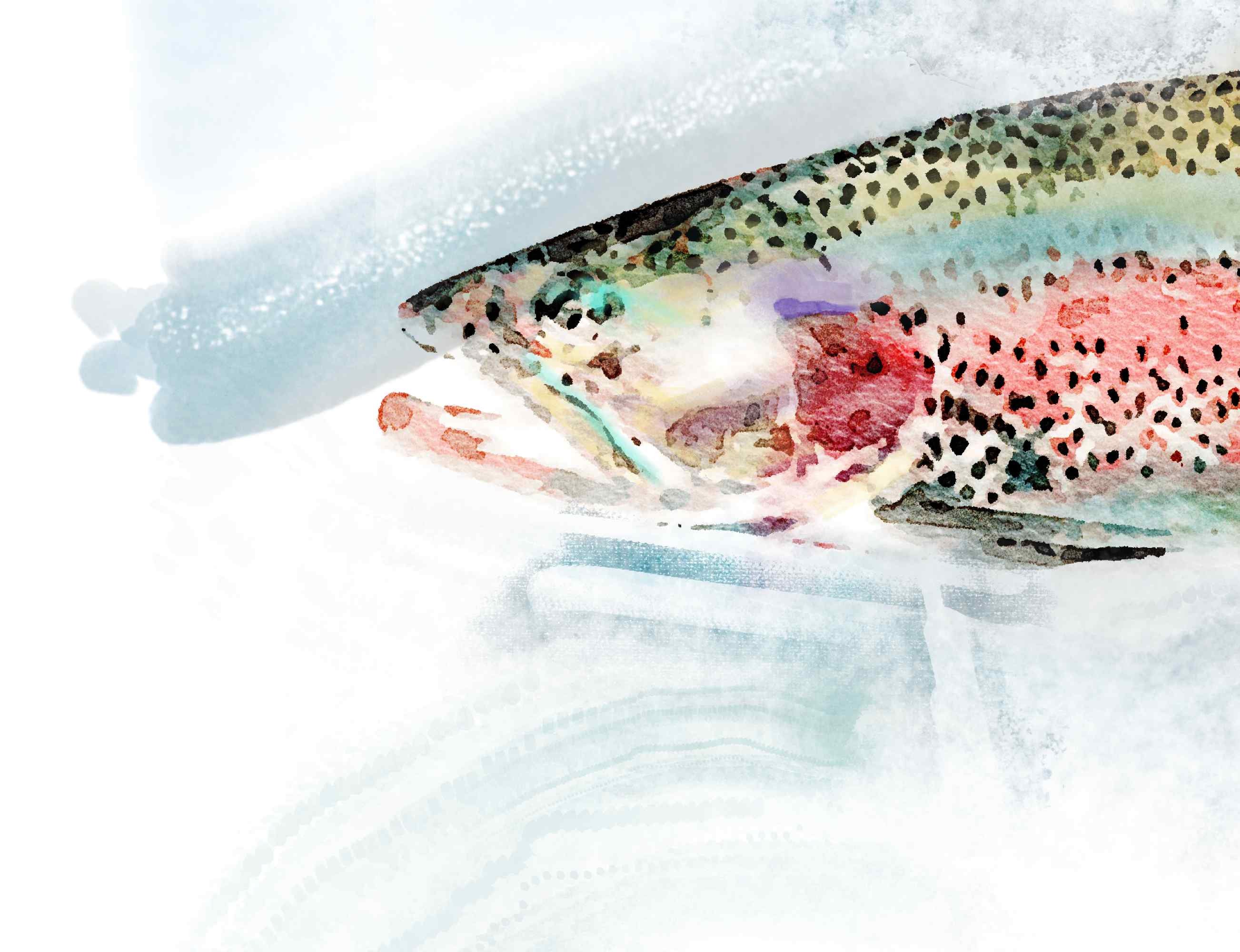 Rainbow Trout Art Print, Fish Watercolor Painting, Lake House Wall ...