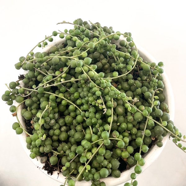 String Art - Etsy Canada