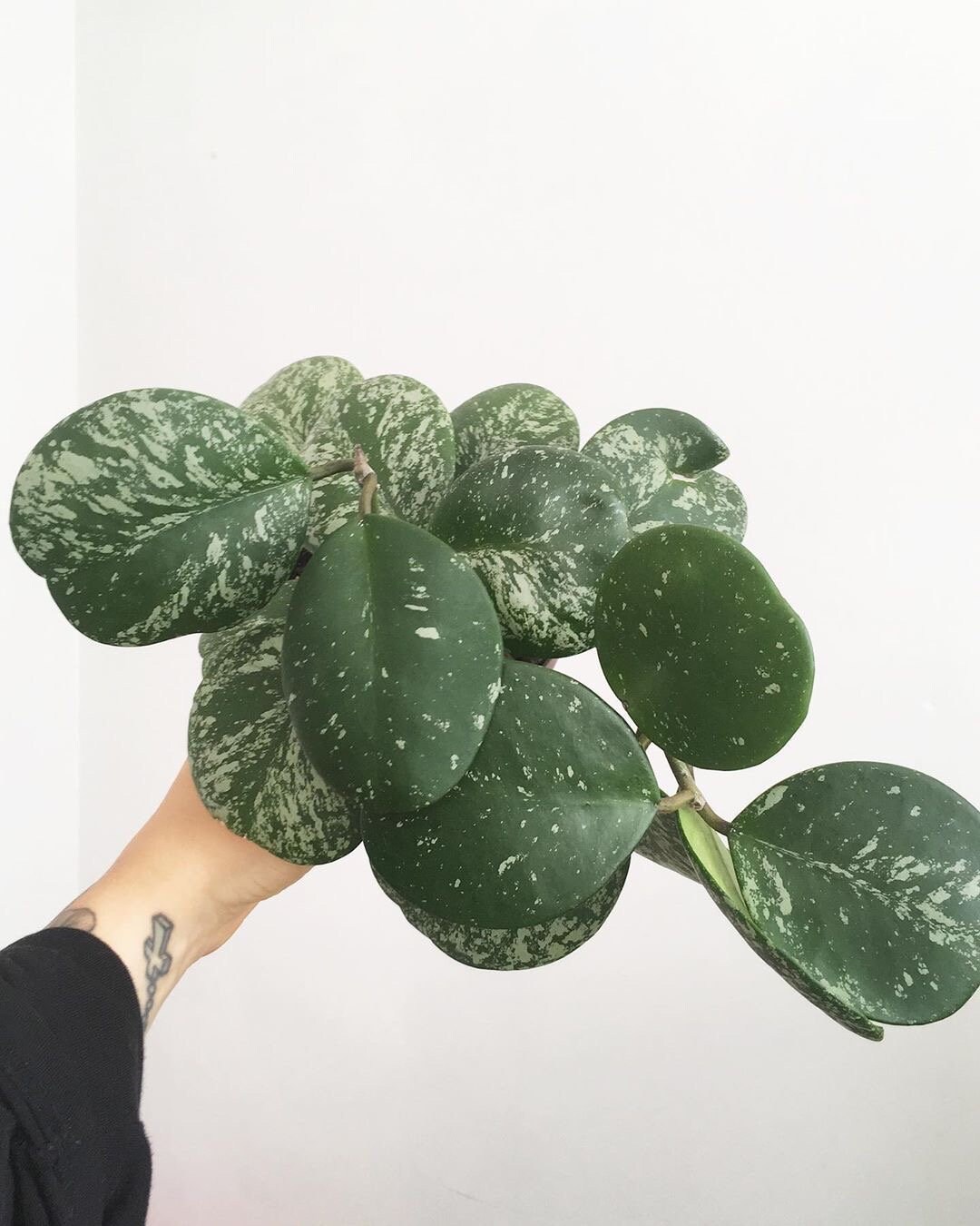 Hoya Obovata Splash Cutting Wet Stick - Etsy Canada