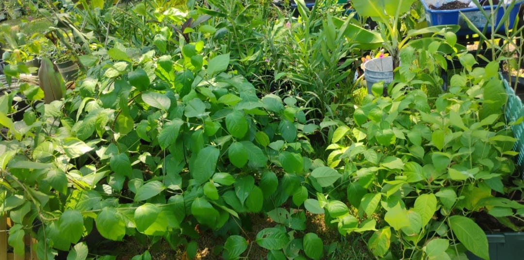 Red Mckenna B. Caapi Plants. LARGE Size Ultra Rare and Hard to Find Aya ...