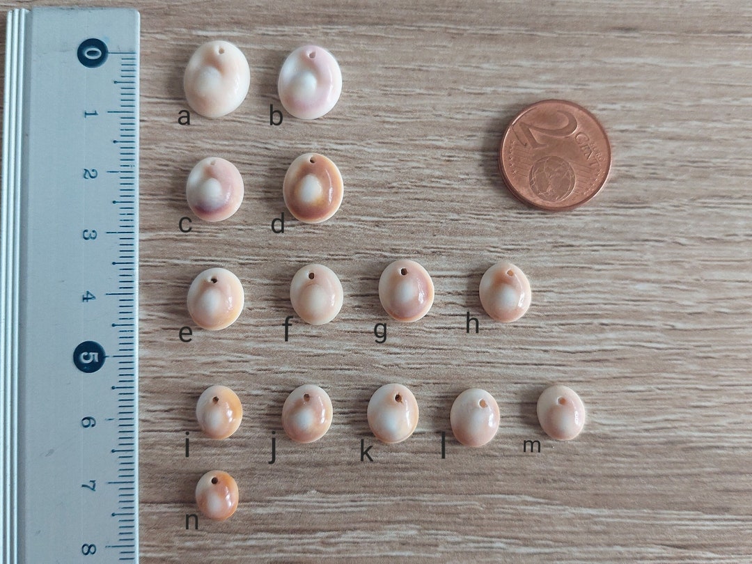 Pierced Eye of Saint Lucia authentic Mediterranean Shells 1 Mm Diameter ...