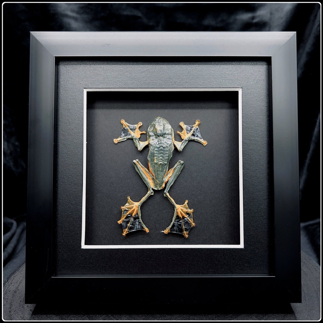 Reinwardts Flying Frog Frame - Etsy