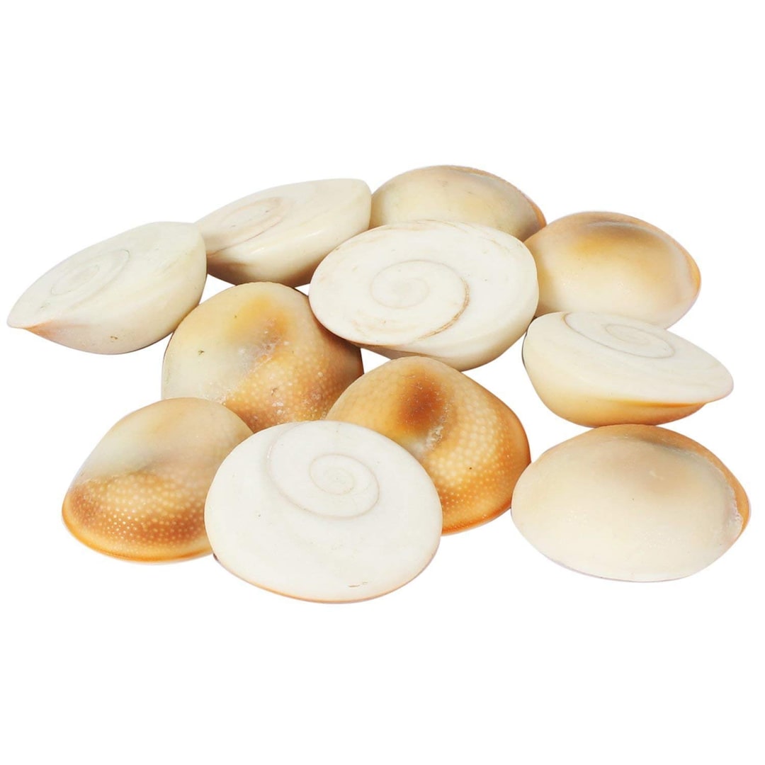 Gomti Chakra Natural Energized for Health, Wealth, Success, Puja - Etsy