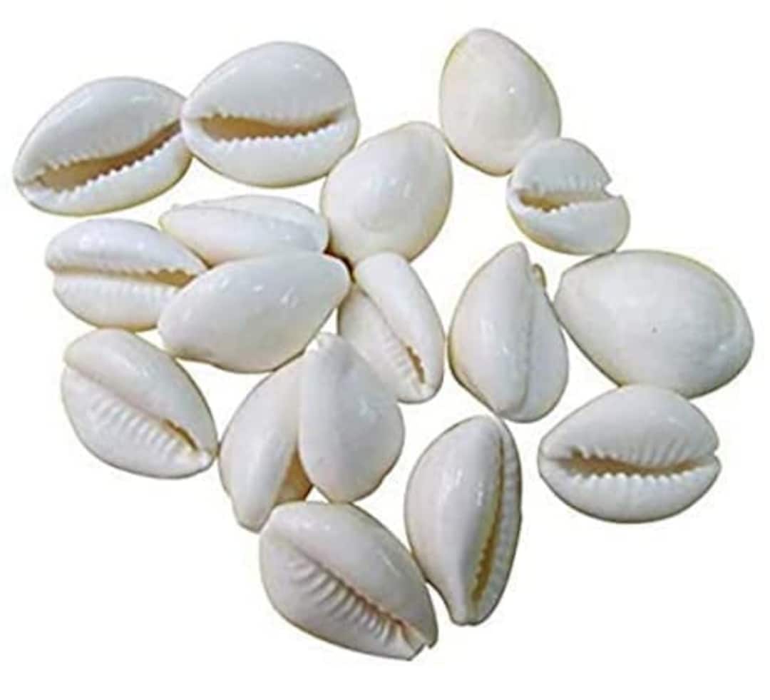 White Kawri Kodi White Cowrie Sea Shell Laxmi and Diwali Pooja Article ...