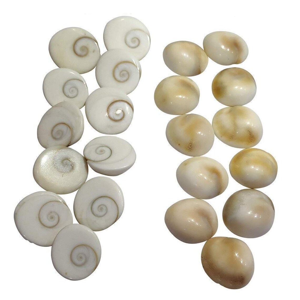 Gomti Chakra Natural Energized for Health, Wealth, Success, Puja - Etsy