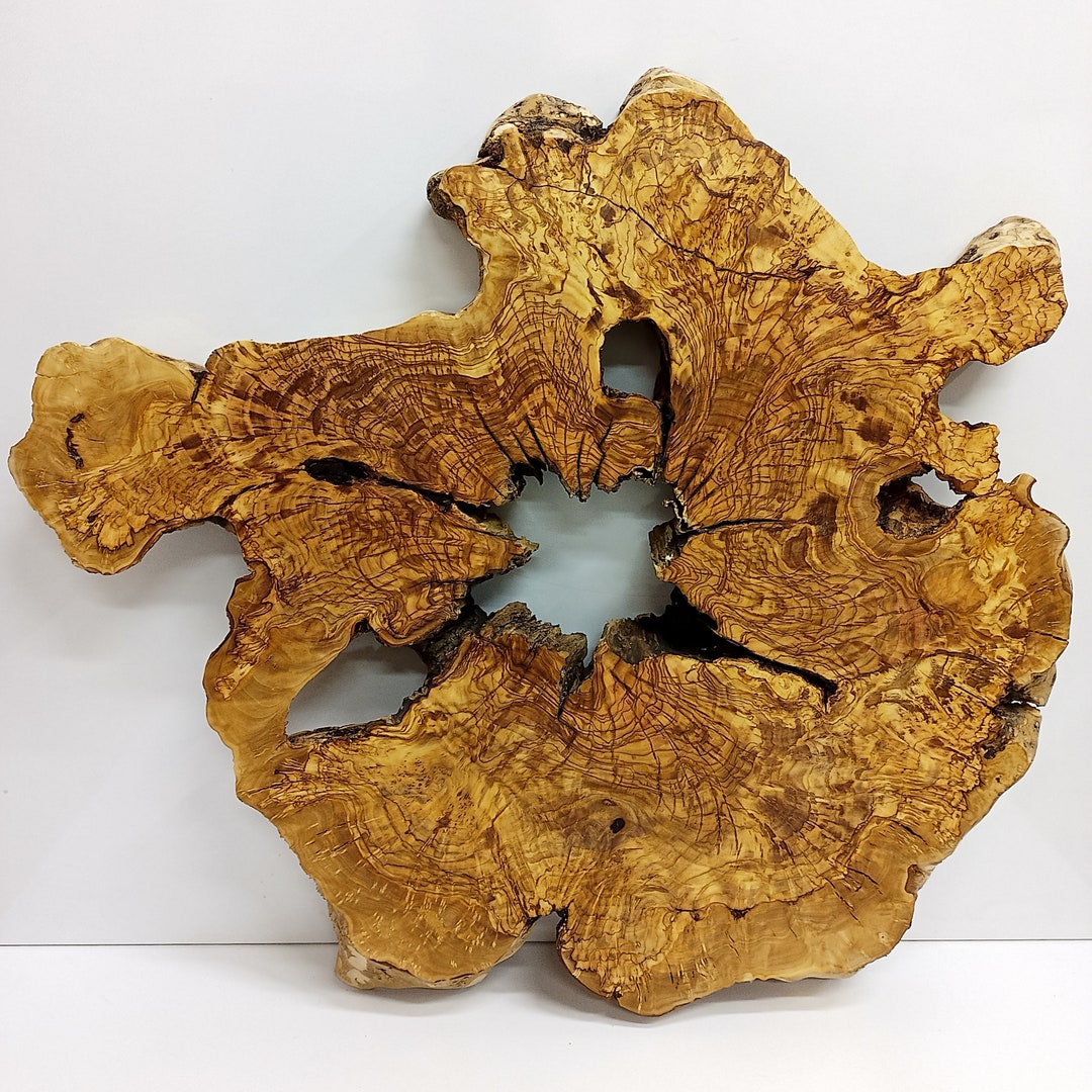 Large Olive Tree Root Sheet , Live Edge Root Slice With Which You Can ...