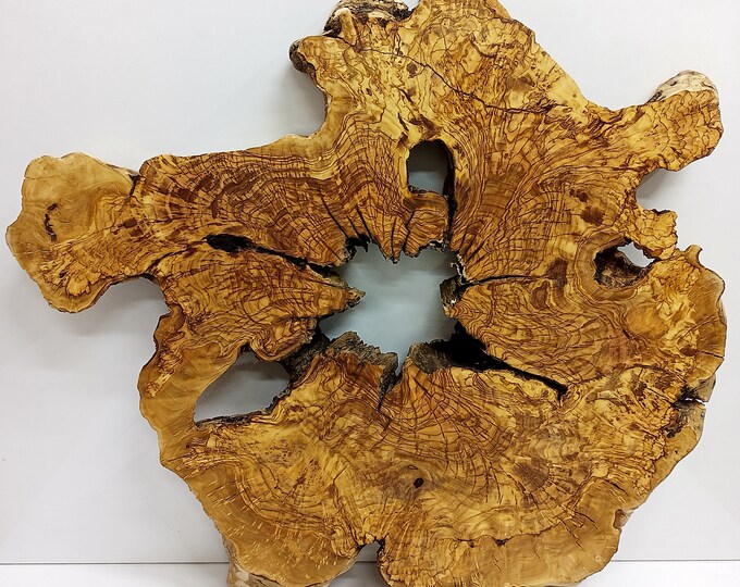 Large Olive Tree Root Sheet , Live Edge Root Slice With Which You Can ...
