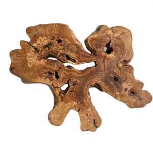 Large Olive Tree Root Sheet , Live Edge Root Slice With Which You Can ...