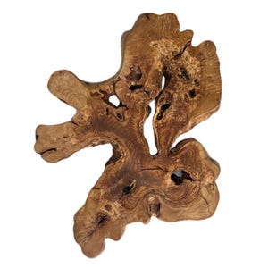 Large Olive Tree Root Sheet , Live Edge Root Slice With Which You Can ...