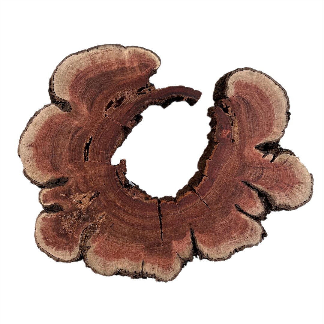 Carob Wood Slice for Epoxy, Live Edge Wood, Wood Board for Coffee Table ...