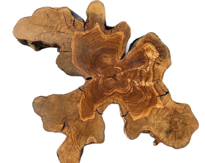 Olive Slice for Wall Decoration and Clock Making, Olive Tree Sheet for ...