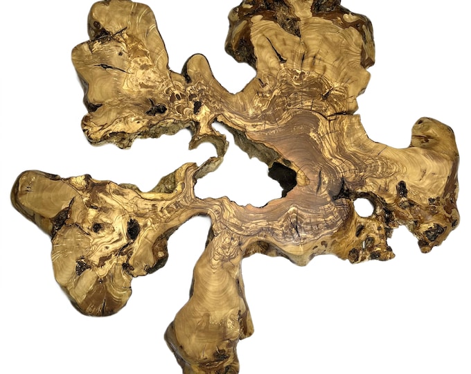 Olive Tree Root Slice for Your Unique Designs , Wood Slice for Epoxy ...