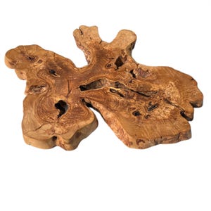 Large Olive Tree Root Sheet , Live Edge Root Slice With Which You Can ...