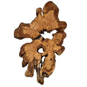 Olive Tree Root Slice for You to Create Unique Design , Olive Slices ...
