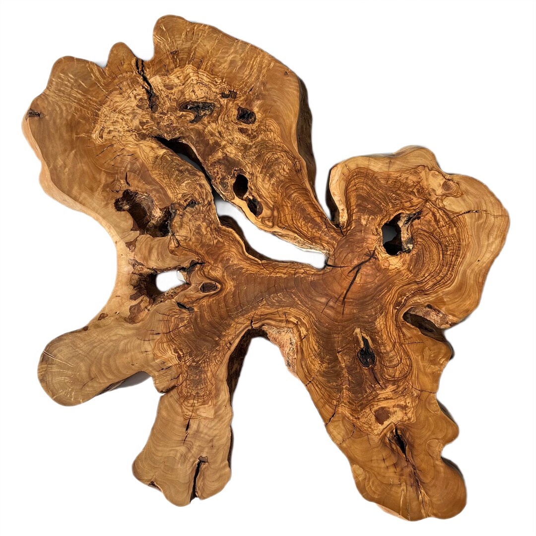 Large Olive Tree Root Sheet , Live Edge Root Slice With Which You Can ...