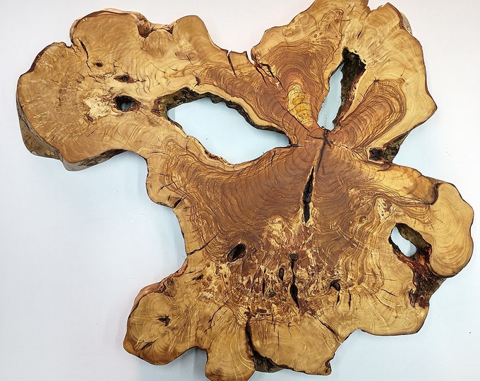 Historical Olive Tree Slice for You to Create Wonderful Works , Olive ...