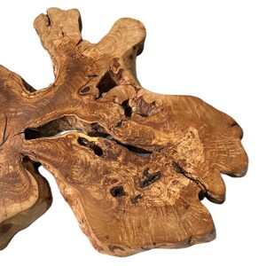 Large Olive Tree Root Sheet , Live Edge Root Slice With Which You Can ...