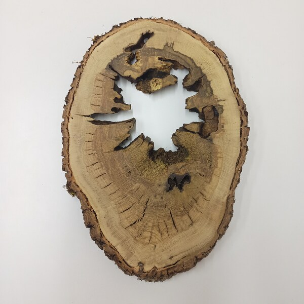 Oak Wood Slice - Etsy