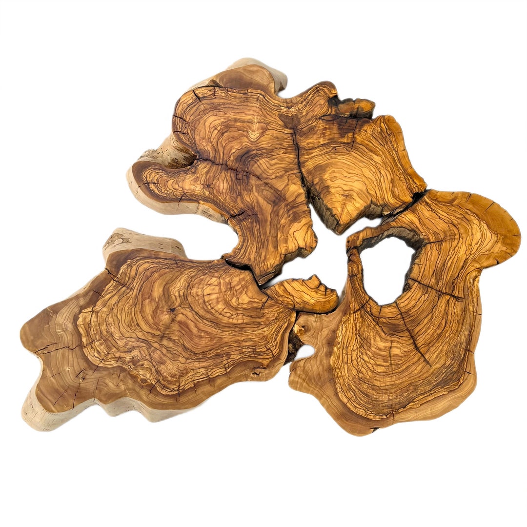 Big Olive Tree Slice for Project , Wonderful Olive Tree Slice Suitable ...