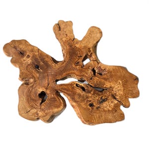 Large Olive Tree Root Sheet , Live Edge Root Slice With Which You Can ...