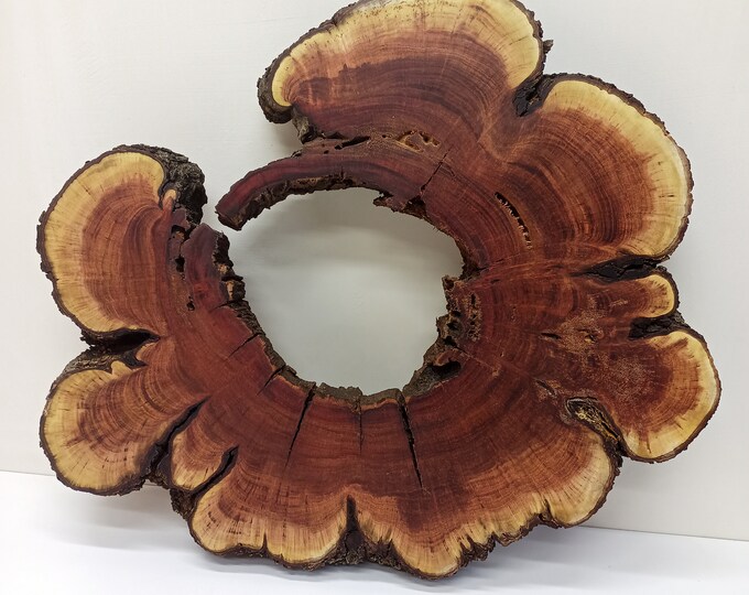 Carob Tree Slice for Your Great Design and Projects , Live Edge Carob ...