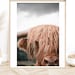 Highland Cow Gallery Wall Set Set of Three Prints Digital - Etsy