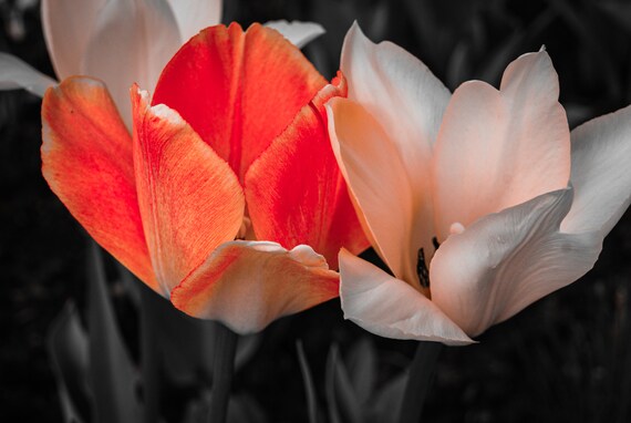 Digital Photo - Etsy