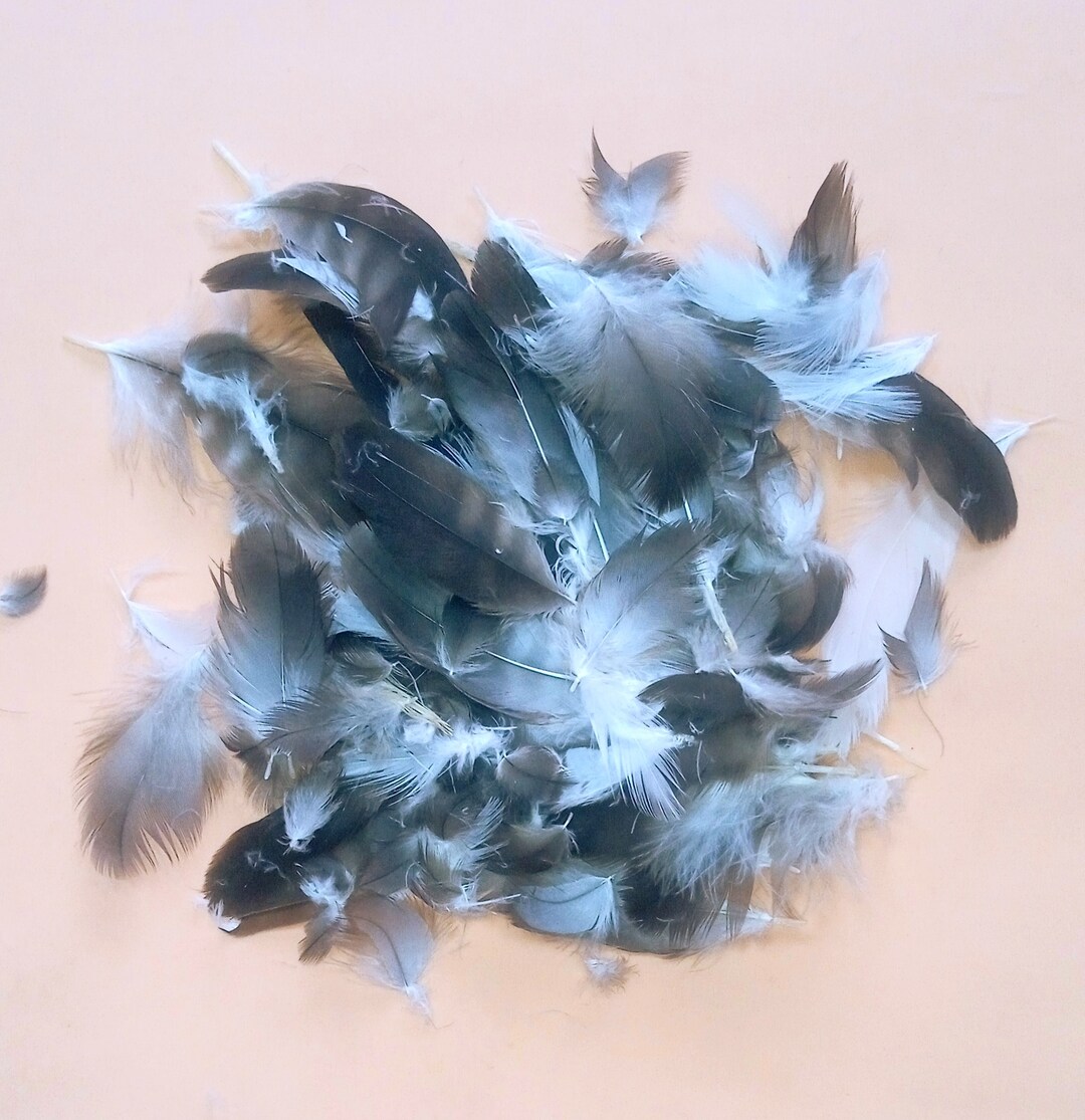 Lote De Plumas Corporales 8 Especies Rapaces De Halcón Guácharo Para ...