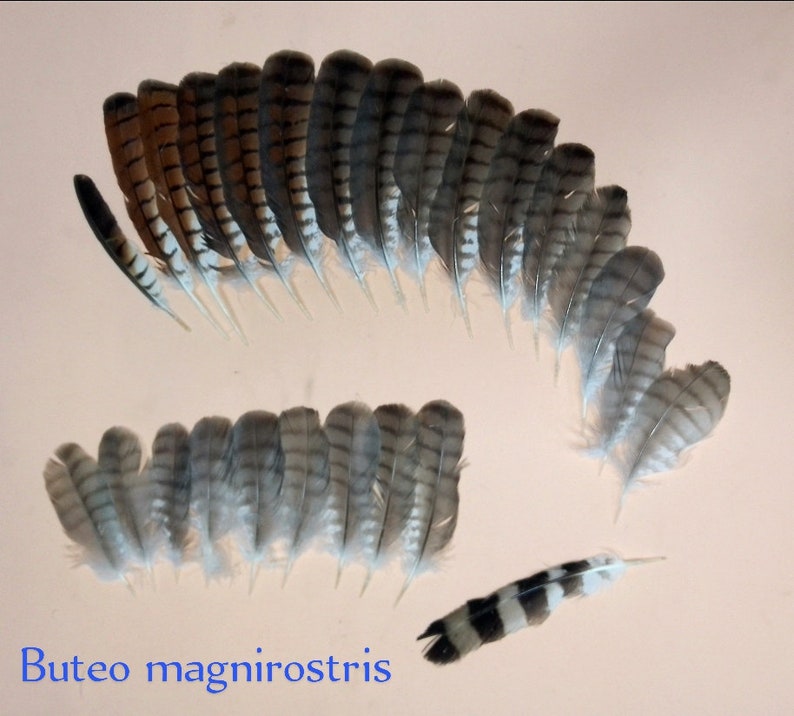 Bird Feather Roadside Hawk Raptors for Collection or Taxidermy Crafts ...