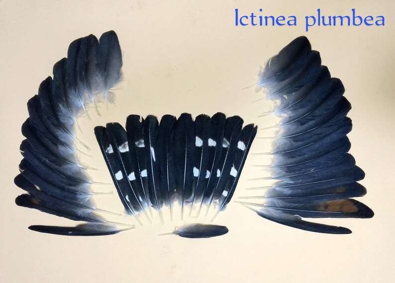 Pluma De Ave Ictinea Halcón Rapaz Para Colección O Artesanía Taxidermia ...