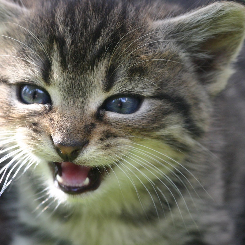 Angry Kitty - Etsy