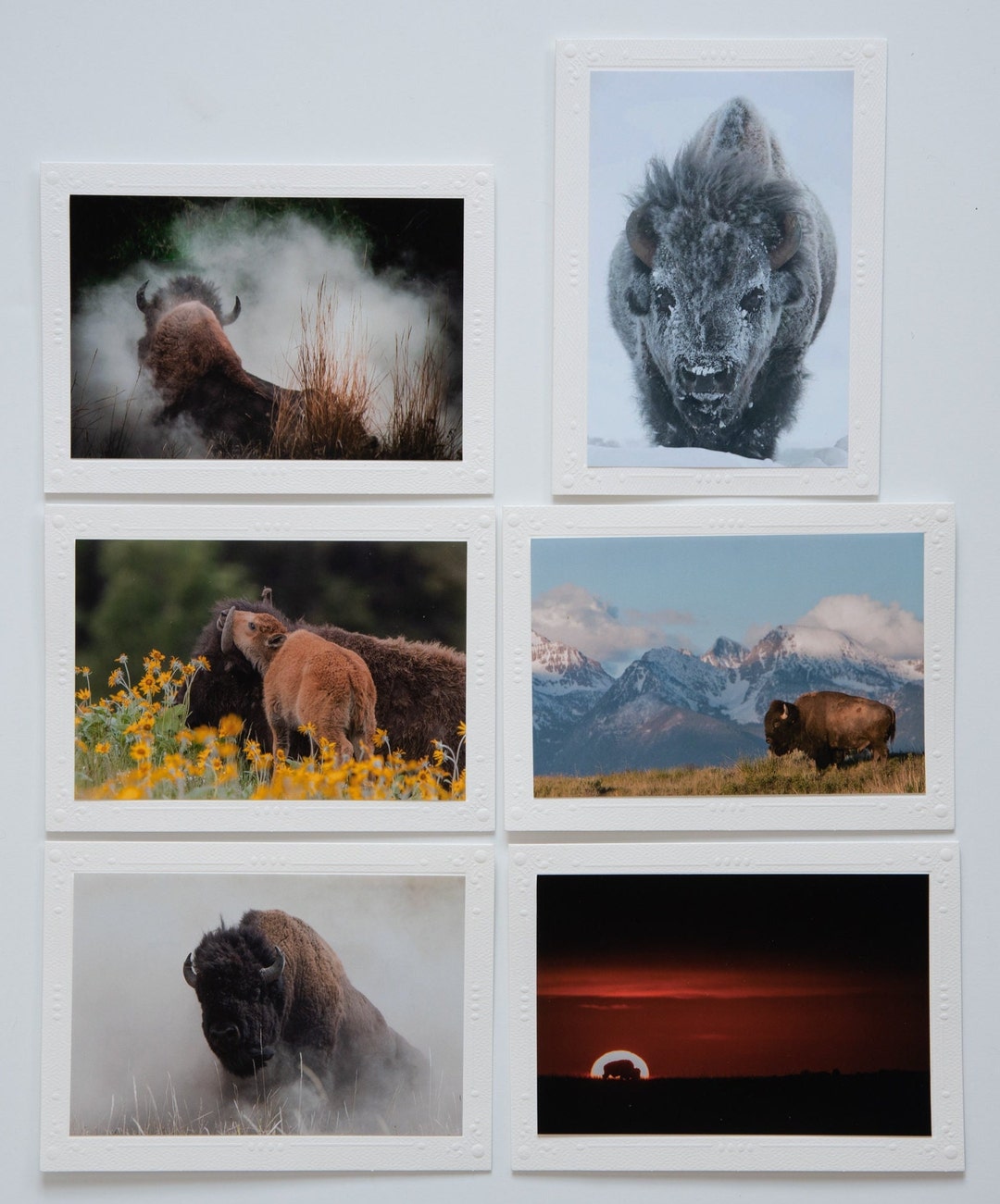 American Bison Set of 6 Handcrafted Photography Note Cards. Blank ...
