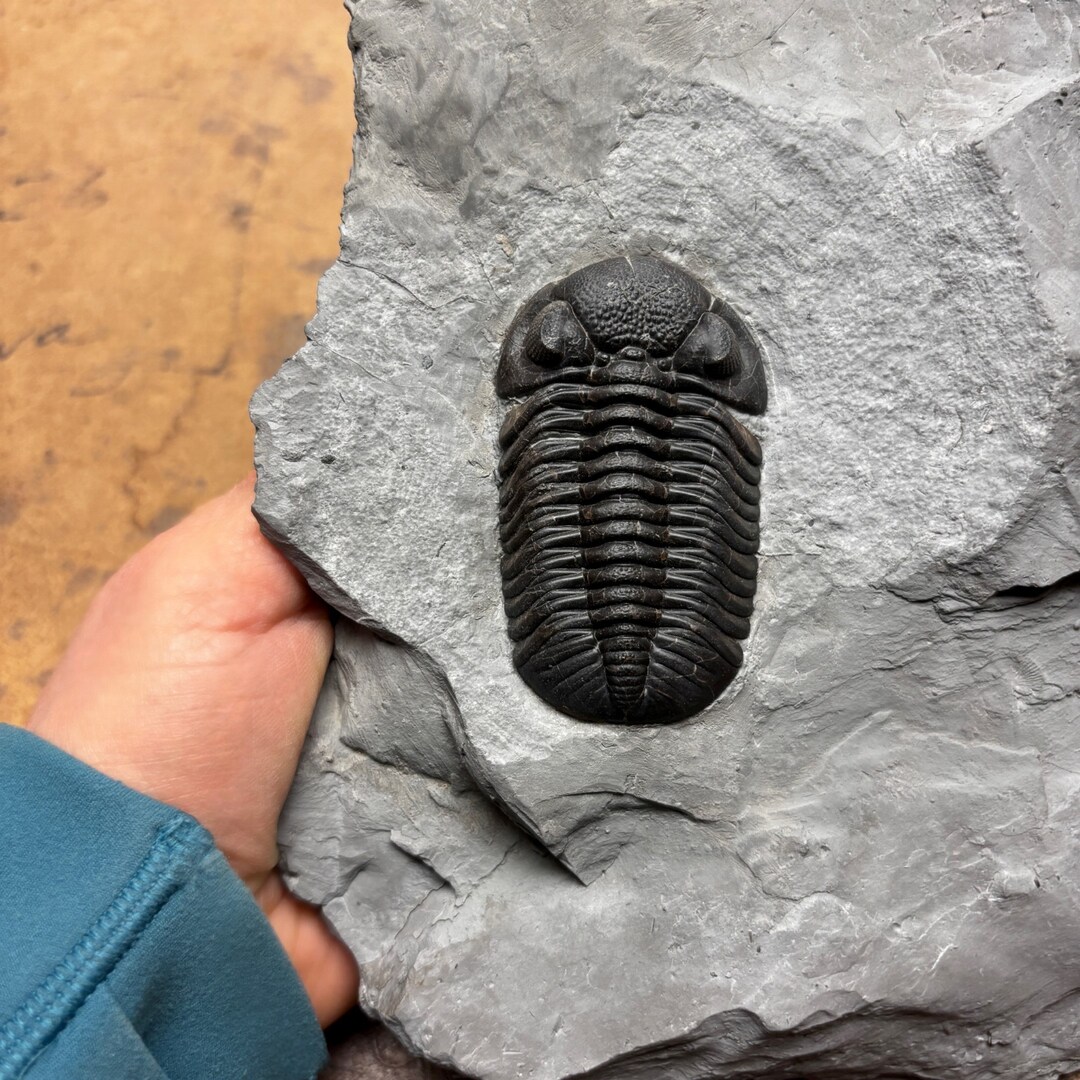 Fossil Trilobite Eldredgeops Ohio, USA - Etsy