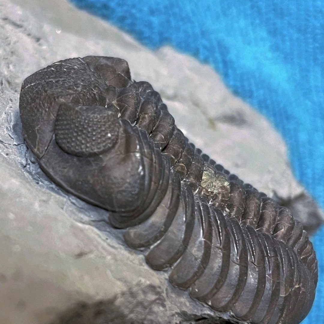 Fossil Trilobite Eldredgeops Ohio, USA - Etsy