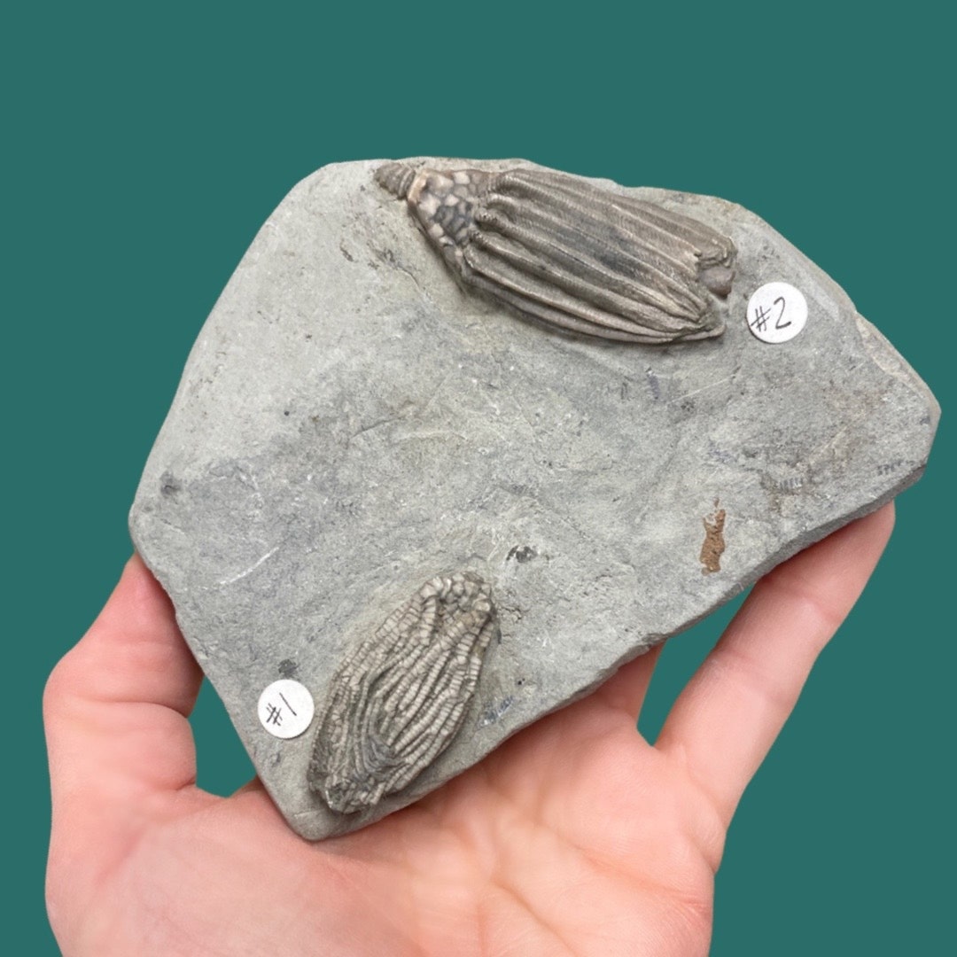 Fossil Crinoid ~ Pachylocrinus Sp. and Macrocrinus Mundulus ~ Indiana ...
