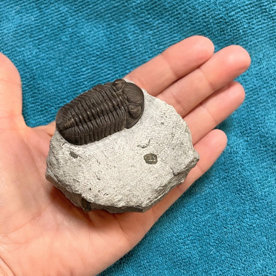 Fossil Trilobite Eldredgeops AKA Phacops Rana Milleri Ohio, USA - Etsy