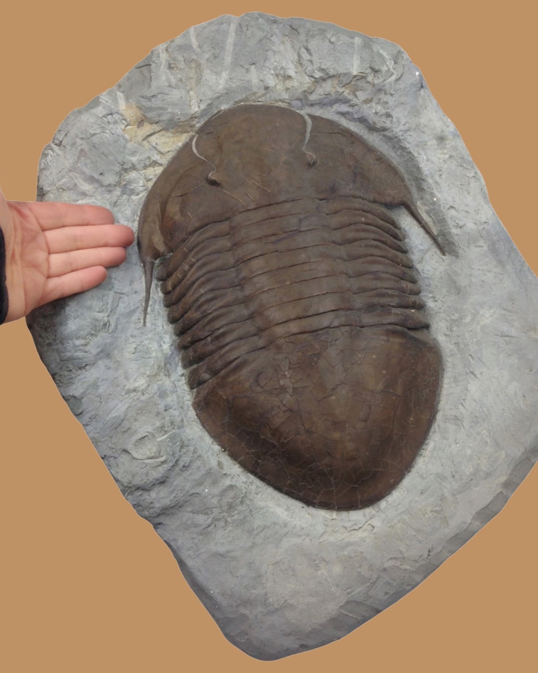 Fossil Trilobite Isotelus Maximus - Etsy