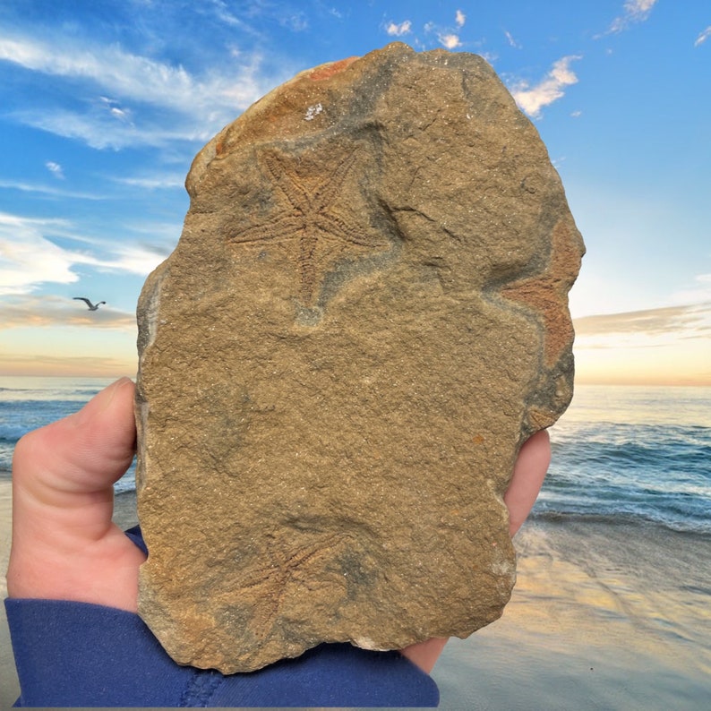 Fossil Starfish Plate ~ Salteraster and Petraster ~ Australia - Etsy