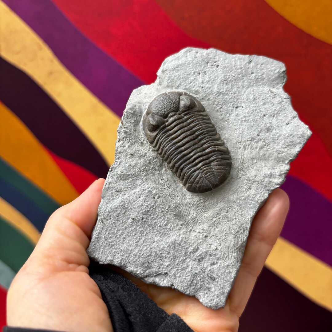 Fossil Trilobite ~ Eldredgeops (AKA Phacops) Rana Milleri ~ Ohio, USA ...