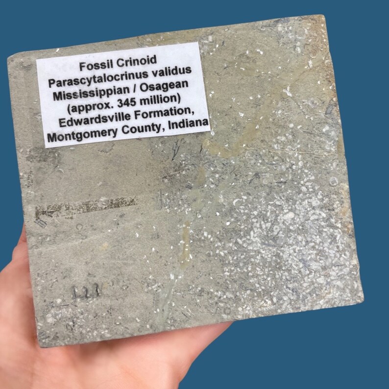 Fossil Crinoid ~ Parascytalocrinus Validus ~ Indiana, USA - Etsy