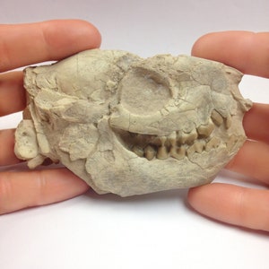 Fossil Oreodont Skull ~ Merycoidodon Gracilis - Etsy