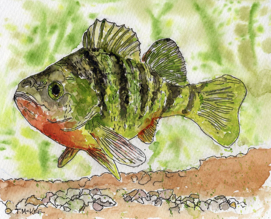 Perch Watercolor, Fish Wall Art, Fish Watercolor, Yellow Perch ...