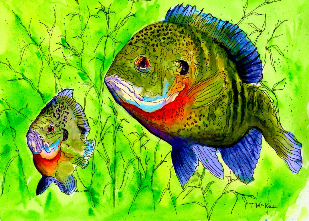 Bluegill Painting, Bluegill Watercolor, Freshwater Fish Painting, Fish ...