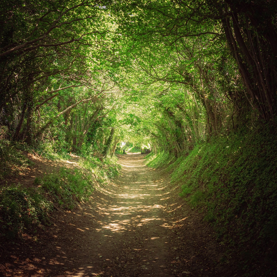Halnaker Tree Tunnel 2020 - Etsy