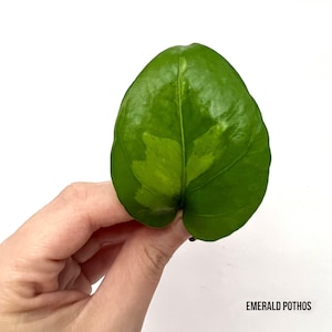 Pothos Kit - Ready to Grow Pothos - Pothos Variety Pack - 2 Leaf/2 Node ...