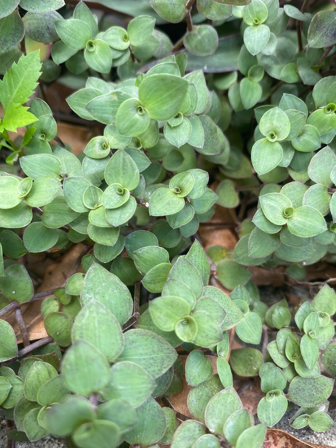 Callisia Repens Turtle Vine Cuttings (5) | Creeping Inch Plant, Easy ...