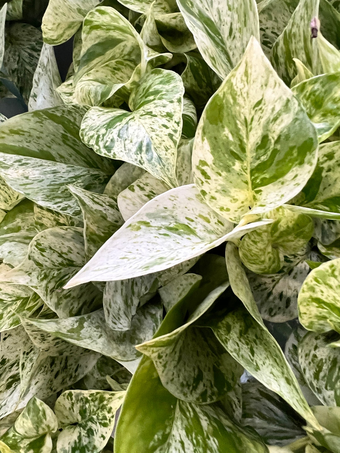Snow Queen Pothos Cutting for Propagation, Rare Variegated Pothos, Live ...